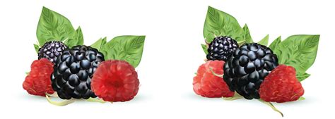 흰색 배경에 갓 고른 블랙 베리와 라즈베리 비타민이 풍부한 유용한 신선한 베리 천연 제품 아이콘 집합입니다 3d 사실적인 그림 0명에 대한 스톡 벡터 아트 및 기타 이미지