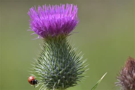 Britney Spears Joven 5 Momentos Icónicos Que Debes Recordar