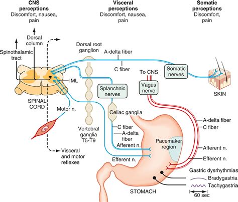 Gastric Neuromuscular Function And Neuromuscular Disorders Clinical Tree