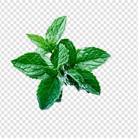신선한 민트 잎 물방울 식물성 녹색 자연 Ai 생성 Psd
