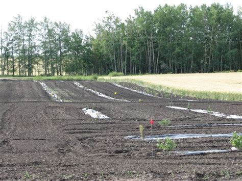 Site Preparation For Successful Tree Planting ATTS Group Inc Yard Whispers