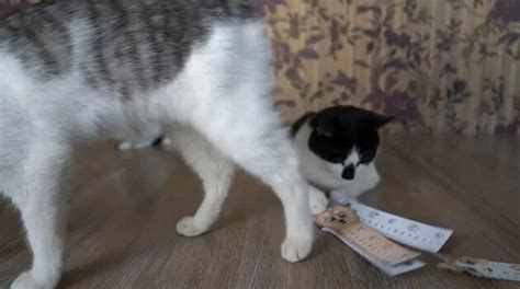 Back To School 2018 КОТ Малыш и Кошечка Мурка и 5 идей необычной канцелярии для школы Школа