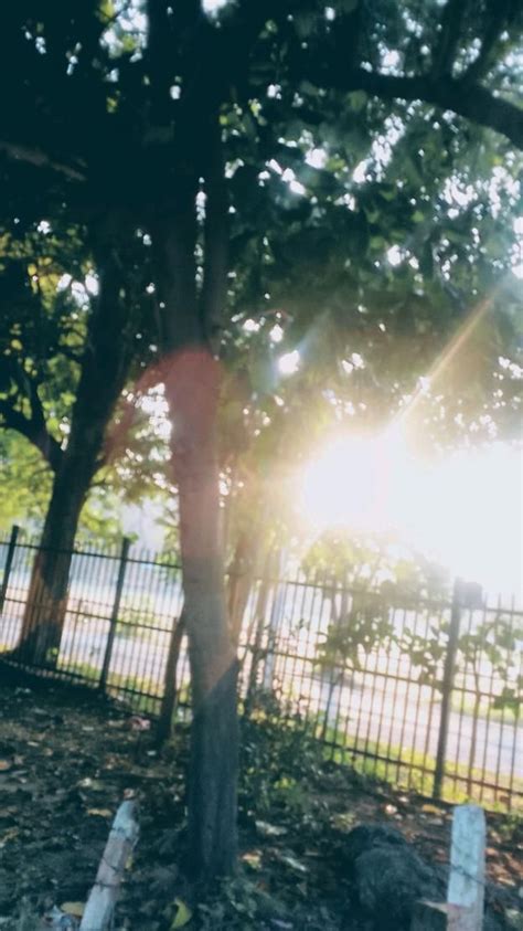 Protect Trees And Plants To Save The Environment From Pollution