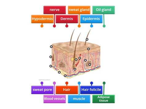 Integumentary System Labelled Diagram