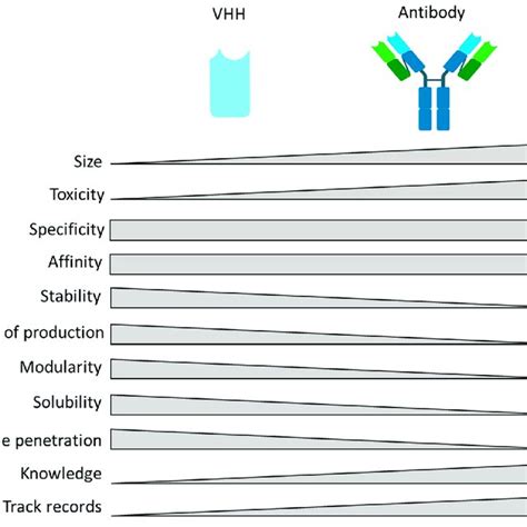 Structural Difference Between Antibody And Vhh A Conventional