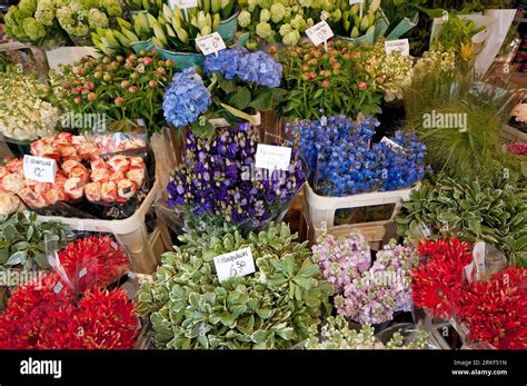 Bloemenmarkt Floating Flower Market On The Singel Canal Amsterdam