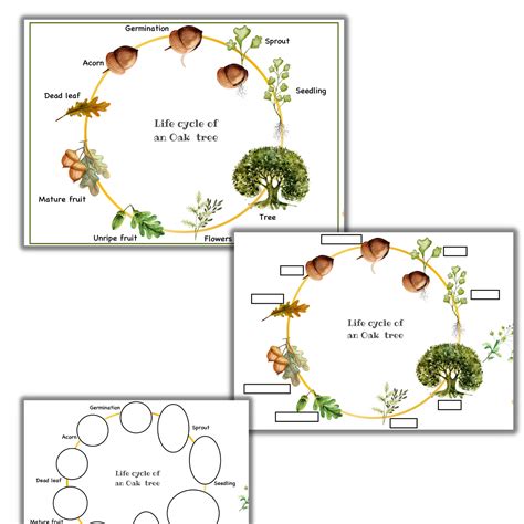 Oak Tree Life Cycle Oak Trees Tree Unit Study Acorn Life Cycle Tree Cycle Trees Printable
