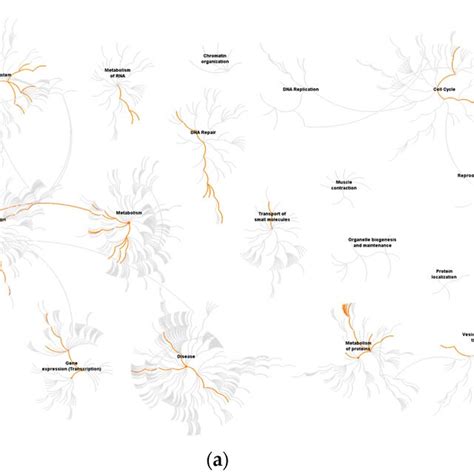 Reactome Pathway Diagram Showing Enriched Signaling Pathways As Red Download Scientific Diagram