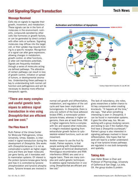 Pdf Cell Signaling Signal Transduction