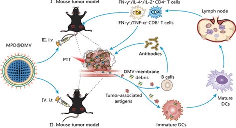 Cloaking Mesoporous Polydopamine With Bacterial Membrane Vesicles To Amplify Local And Systemic