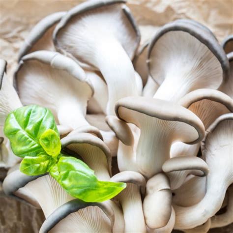 Mushroom Classes Linktree