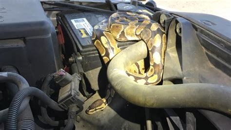 Woman Shocked To Find Massive Python Inside Her Engine IHeart