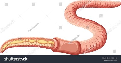 Segmented Worm Anatomy