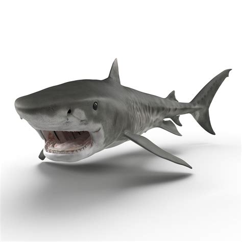 Tiger Shark Swimming 3d模型 3d模型 79 Gltf Max Unitypackage C4d Fbx Usdz Obj Ma Upk Usd
