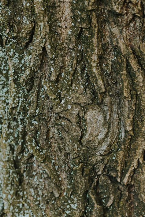 Free Picture Heart Red Sign Bark Tree Trunk Symbol Texture Dirty Wood Rough