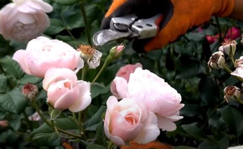 Названо помилки при поливі троянд через які вони обсипаються і перестають цвісти Читайте на