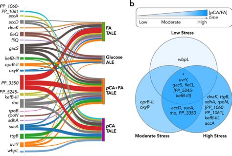 Figure 3 From Adaptive Laboratory Evolution Of Pseudomonas Putida Kt2440 Improves P Coumaric And