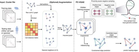 A Lightweight Framework For Chromatin Loop Detection At The Single‐cell Level Pmc