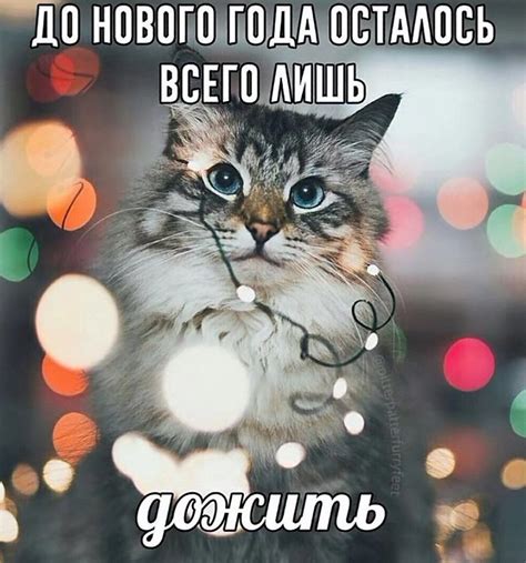 Новый Год котик праздник смешные картинки и другие приколы комиксы гиф анимация видео