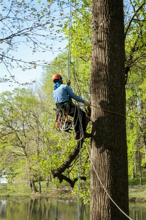 Tree Trimming And Tree Pruning Services In Rockville MD