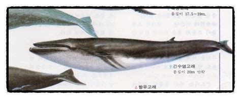 고래의 종류 네이버 블로그