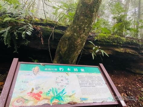 高雄桃源藤枝國家森林遊樂區南台灣小溪頭秘境享受雲霧繚繞如入仙境般之美 輕旅行