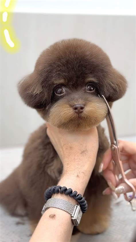 🧡버블리 강아지 미용실🧡 식빵잘굽는 착한 아기강아지💋 버블리이리온 애견미용강아지미용 가위컷전문가위컷 애견미용실강아지미용실 강남애견미용청담애견미용