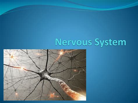 Ppt Functions And Parts Of The Nervous System Powerpoint Presentation Id 8879279