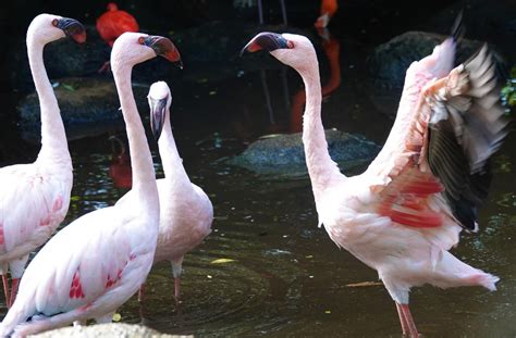 Lesser Flamingos Birds Of Eden Free Flight Sanctuary Plettenberg Bay Rsa