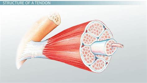 Tendon Definition Anatomy And Function Lesson