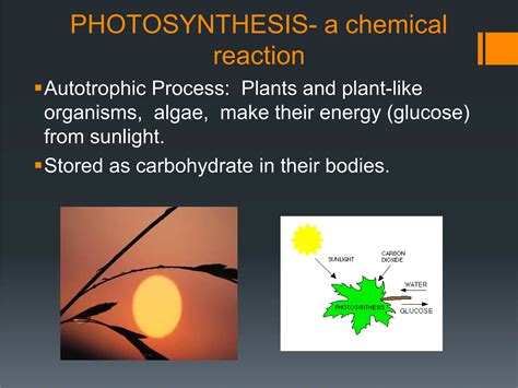 Chapter 5 Photosynthesis Stages And Growth Ppt