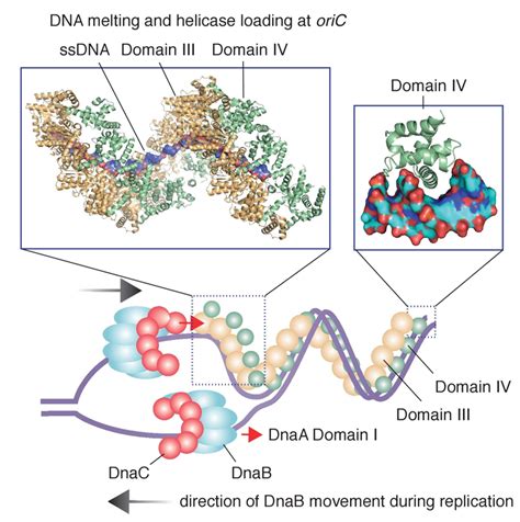 Eukaryotic Dna Polymerase Structure