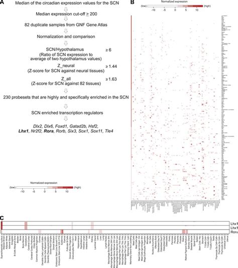 Figures And Data In Lhx1 Maintains Synchrony Among Circadian Oscillator Neurons Of The Scn Elife