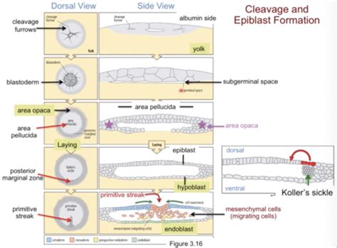 Dev Bio Lecture 6 Patterning The Vertebrate Body Axis Formation Flashcards Quizlet