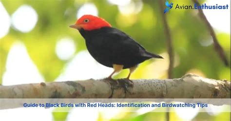 Guide To Black Birds With Red Heads Identification And Birdwatching Tips