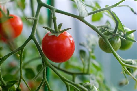나뭇 가지에 어린 토마토를 익히십시오 출판 포스터 스크린 세이버 벽지 카드 배너 표지 게시물에 대 한 빨간색과 녹색 토마토와 토마토 토마토 나무 고품질 사진 꽃 식물에 대한