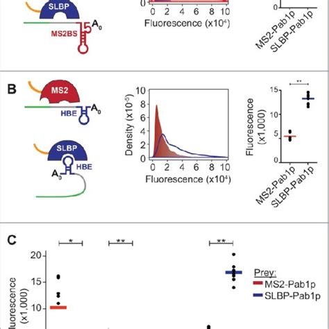 Network Graph Of Known And Novel Rna Rbp Interactions Detected By Prima Download Scientific