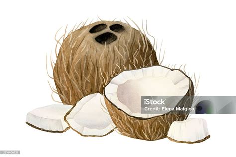 코코넛 손으로 그린 수채화 그림이 흰색에 고립되어 있습니다 전체 절반 및 작은 열대 과일 조각 클립 아트 여름 해변 바와 유기농 비건 음식 디자인 0명에 대한 스톡 벡터