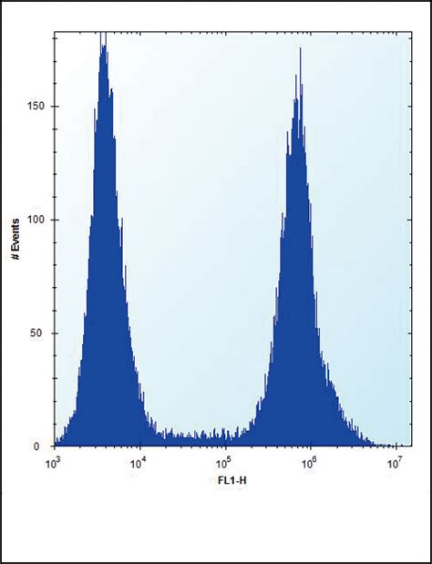 runx1 antibody s276 affinity purified rabbit polyclonal antibody