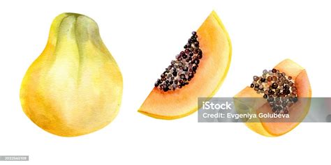 잘 익은 수채화 열대 파파야 그리고 조각과 조각으로 설정합니다 상표 바닷가 파티 패킹 디자인을 위한 이국적인 여름 과일 오렌지 푸드 건강한 생활방식에 대한 스톡 벡터 아트