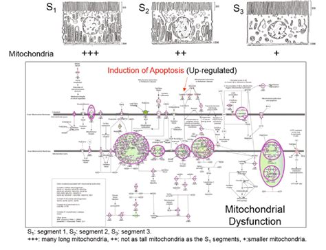 An Example Of A Pathway Analysis Of Dna Microarray Data Obtained After