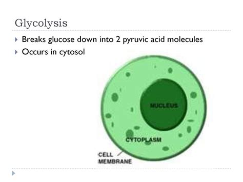 Cellular Respiration Chapter 2 Pages Ppt Download