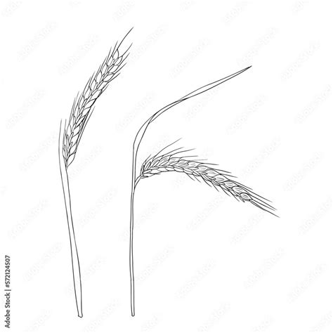 Vector Drawing Wheat Grass Plants Rye Line Drawing Floral Elements