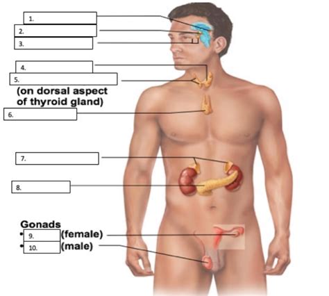 Endocrine Organs Diagram Quizlet