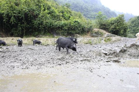 重庆黑土猪养殖重庆野猪养殖场 重庆藏香猪养殖场 重庆亨钥飞展农业发展有限公司 重庆城乡网