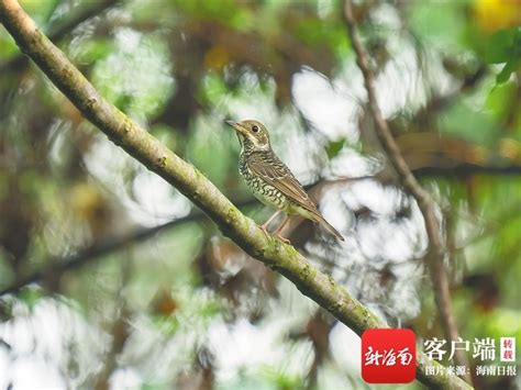 黑冠鳽白喉矶鸫昌江海尾湿地公园飞来新朋友 腾讯新闻