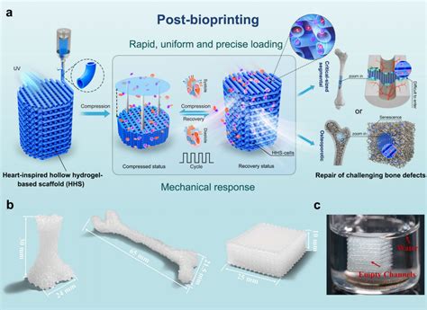 Nature Communications “生物3d打印＋”策略用于难愈合骨缺损的治疗 中国科学院深圳先进技术研究院