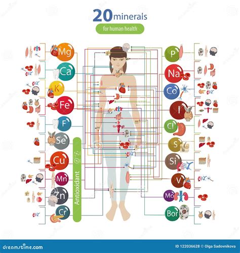 Effect Of Trace Elements On The Health Of Human Organs Stock Vector