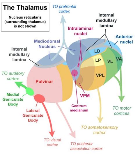 Thalamus Nuclei And Outputs Physiology Human Anatomy And Physiology Medical Anatomy