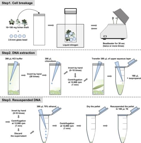 Flowchart Of Five Major Steps Of The Dna Extraction Met Open I Porn